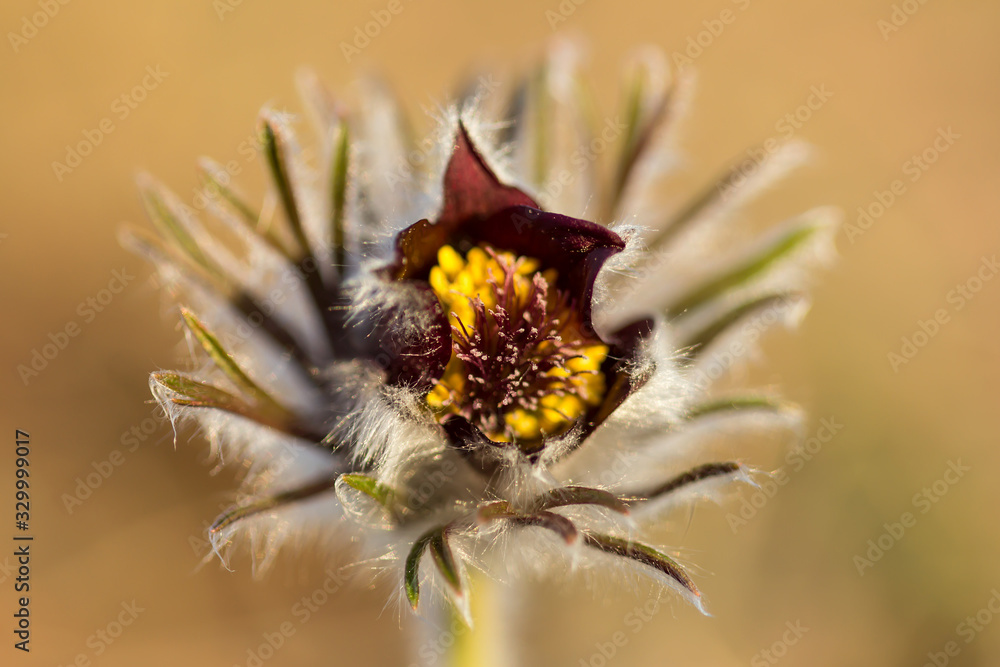 Pulsatilla pratensis ssp. Nigricans (Small pasque flower) rare ...