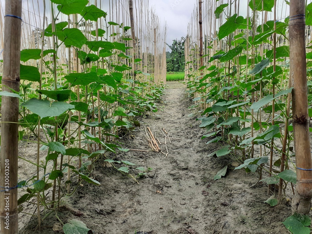 Cucumber plants supported by jute sticks in the field. Cucumber ...