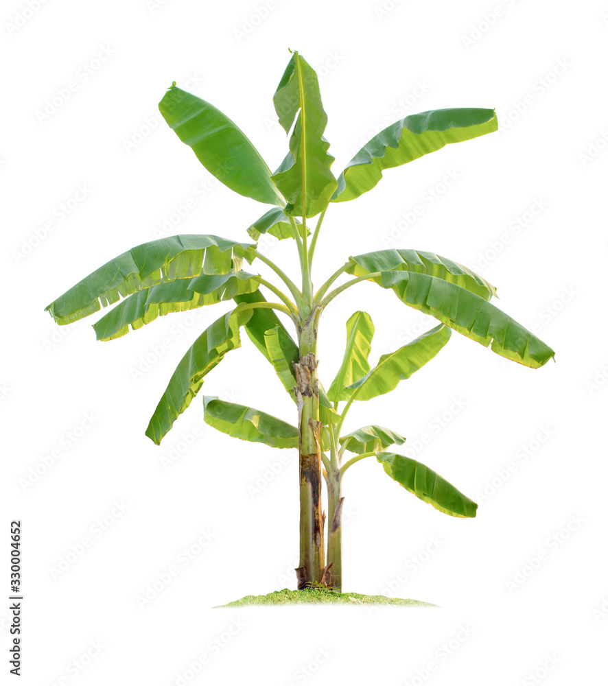 Banana tree isolated on white background Stock Photo | Adobe Stock