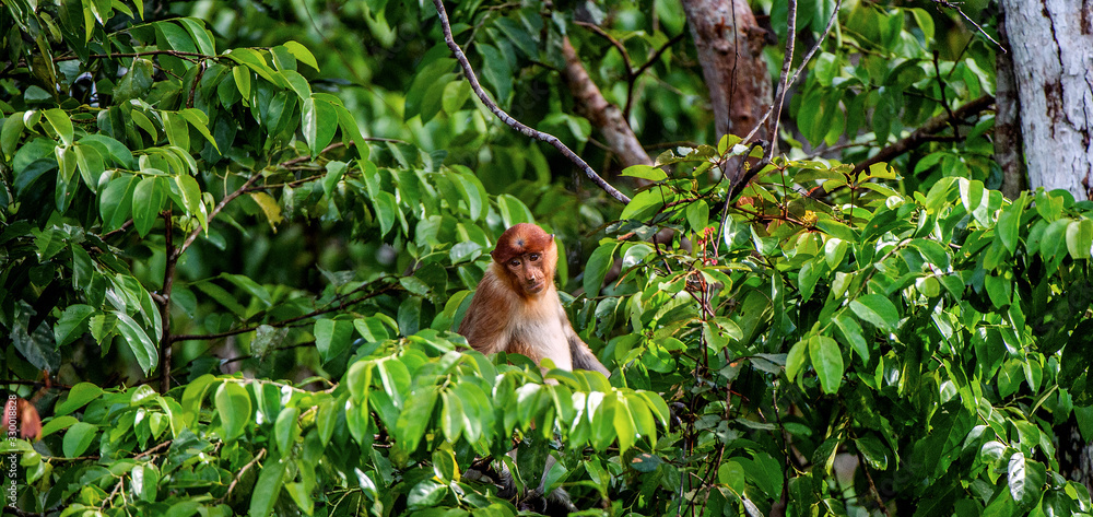 Female of Proboscis Monkey on a tree in the wild green rainforest on ...