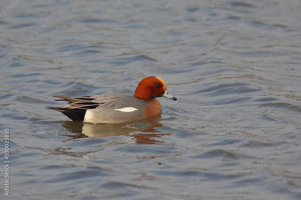 Eurasian Wigeon or Widgeon (Mareca penelope) male. Duck is swimming in ...