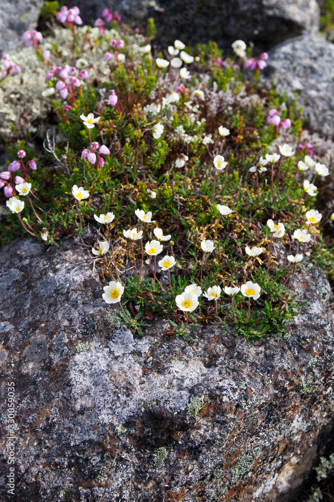 Dwarf flowers in the alpine zone in the mountains Khibiny Stock Photo ...