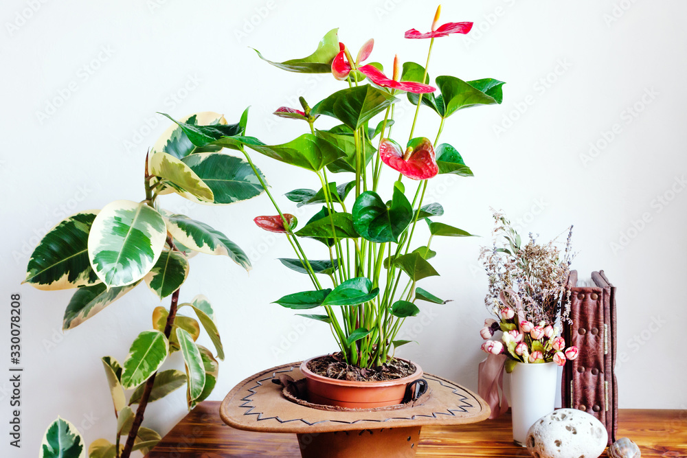 Potted houseplants in stylish Scandinavian interior. Home gardening ...