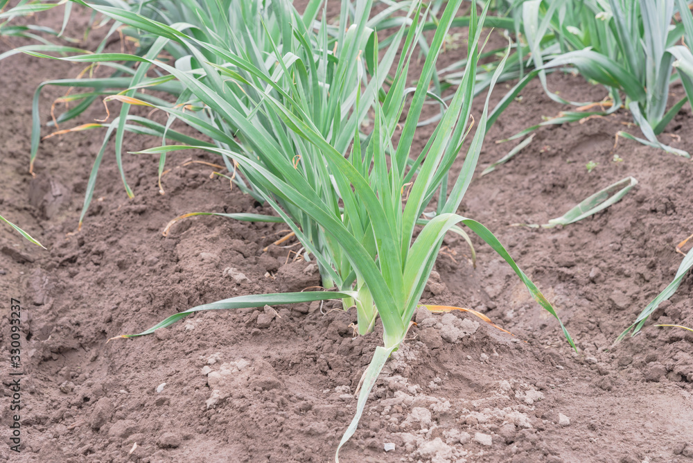 Row of leek plants top view cultivation in farm on wet soil ground in ...
