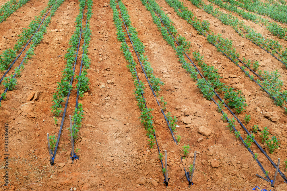 Soil plot and tree planting Stock Photo | Adobe Stock