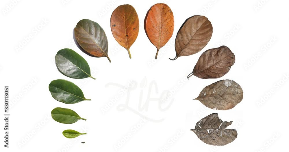 Different stages of life - Birth to death. Concept of aging, growth ...