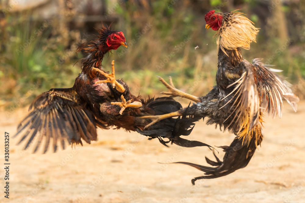 Myanmar cock fighting fiercely, trained rooster for gamecock Stock ...