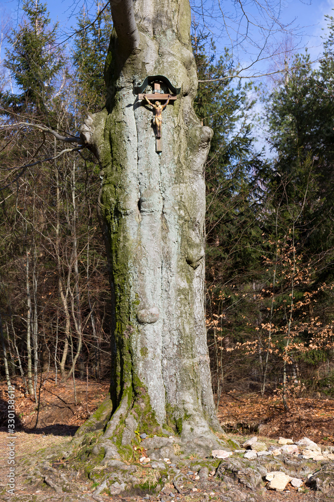 Jesus crucified on a mighty Beech Tree, Jizera Mountains, Czech ...