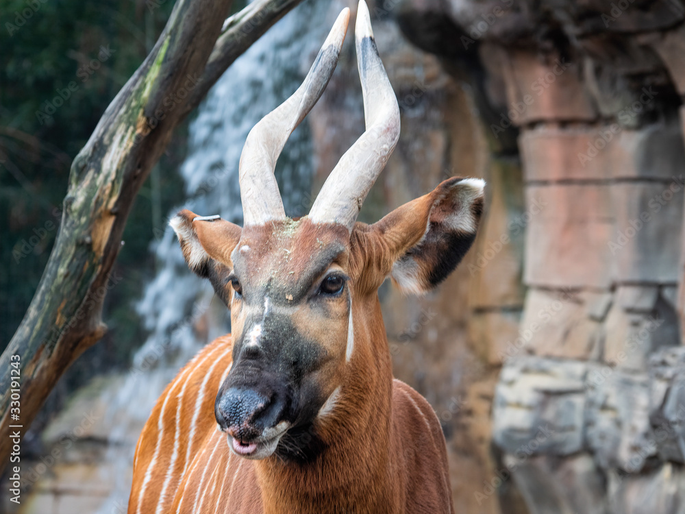 Eastern mountain bongo with its face in closeup. Endangered animal ...