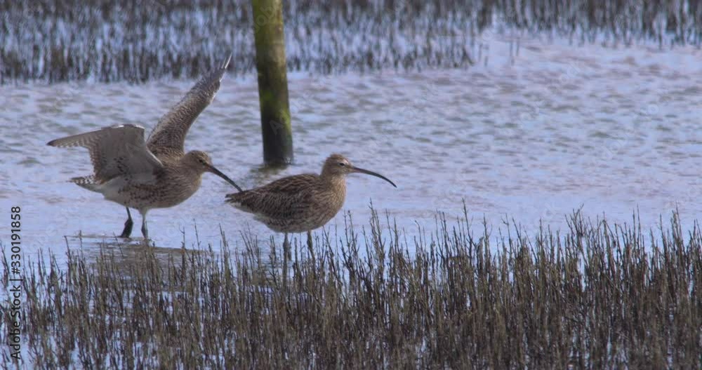 Curlew wading wetland birds landing in shallow water slow motion vídeo ...
