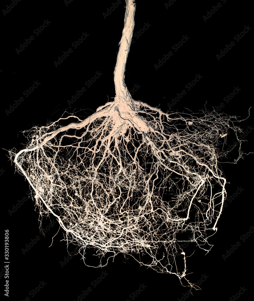 tree roots isolated on black background Stock Photo | Adobe Stock
