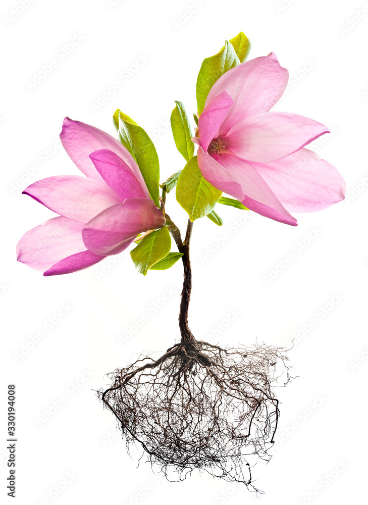 magnolia tree with roots isolated on white background Stock Photo ...