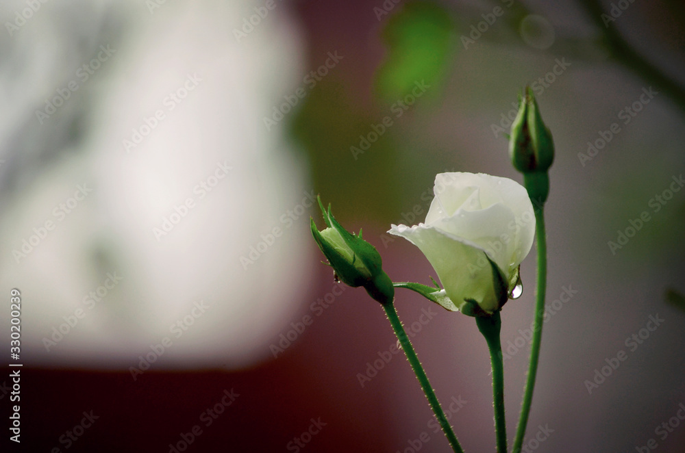 Primer plano de un pimpollo de rosa blanca en un jardín luego de la ...