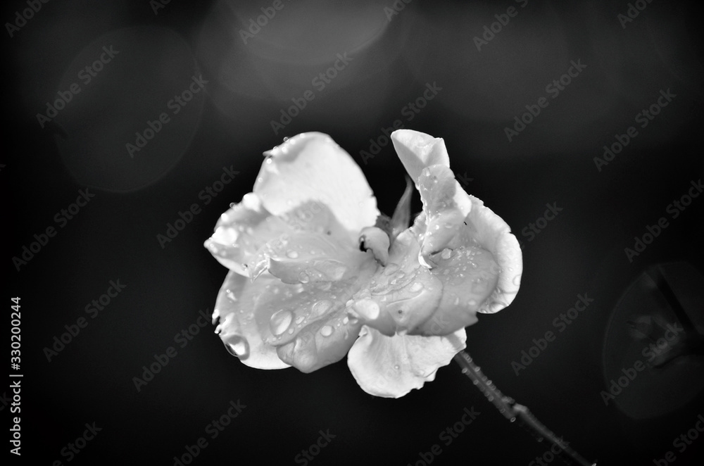 Primer plano de un pimpollo de rosa blanca en medio de una tormenta ...