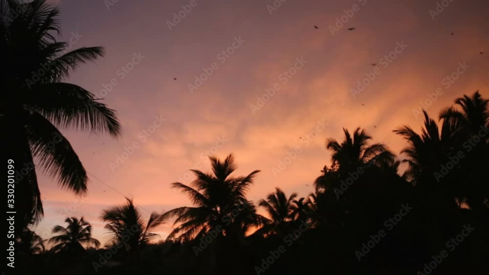 Bats flying in the night sky. Bat, Microchiroptera, Asian bat ...