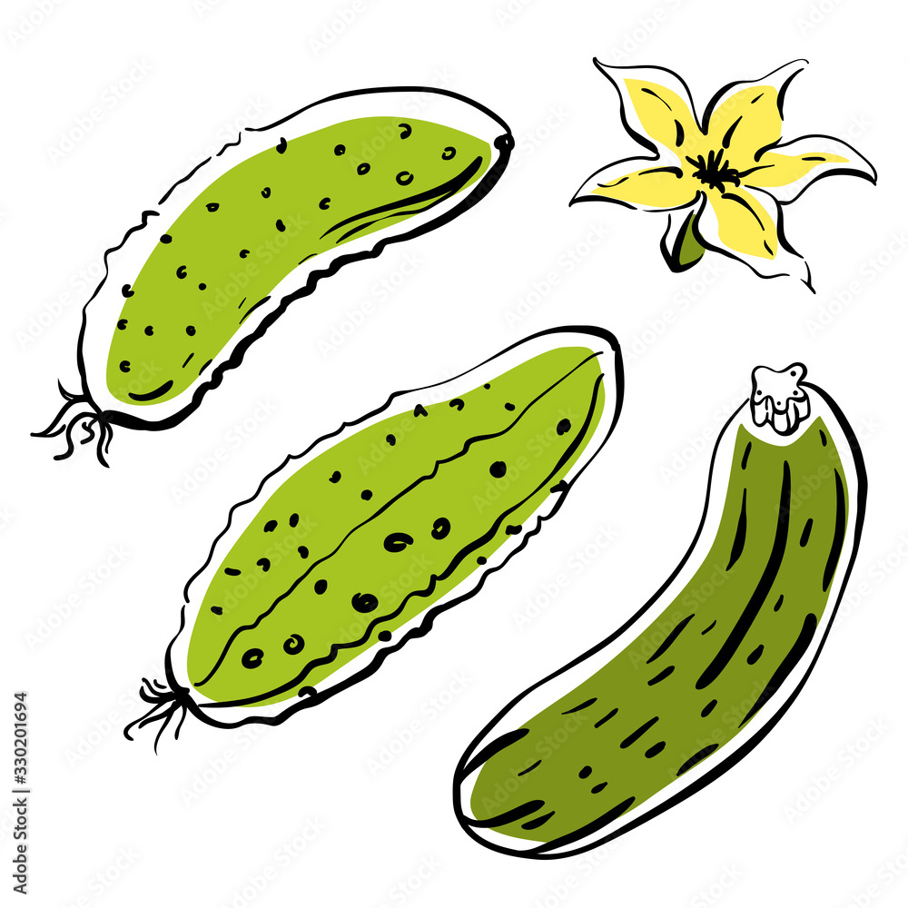 Cucumber and courgette. Colorful sketch of vegetables isolated on white ...