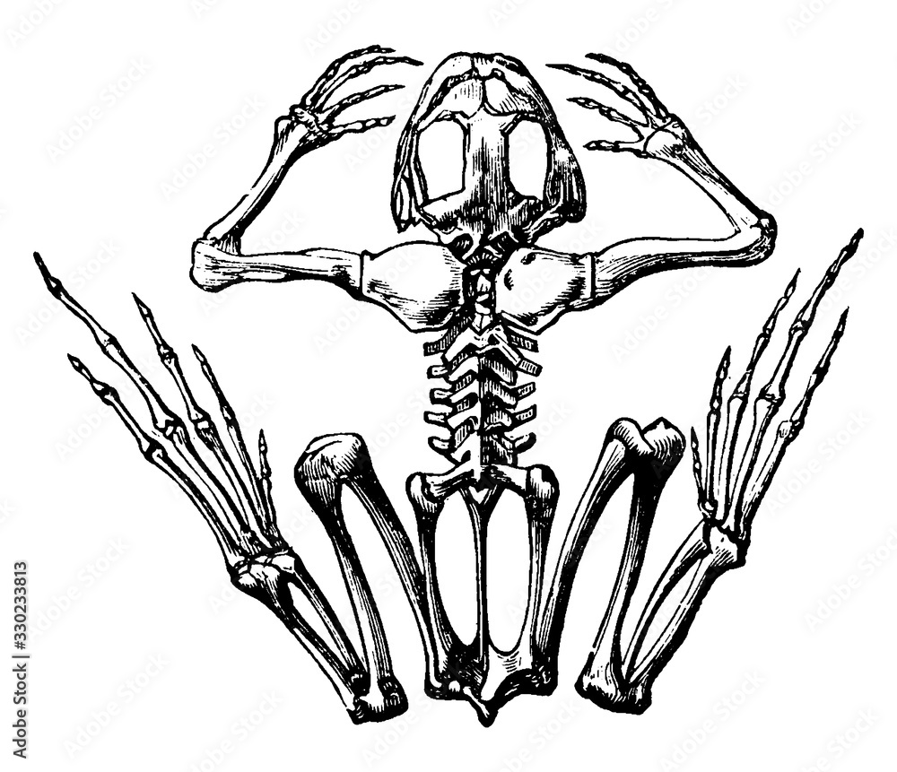 Frog Skeleton, vintage illustration Stock Vector | Adobe Stock