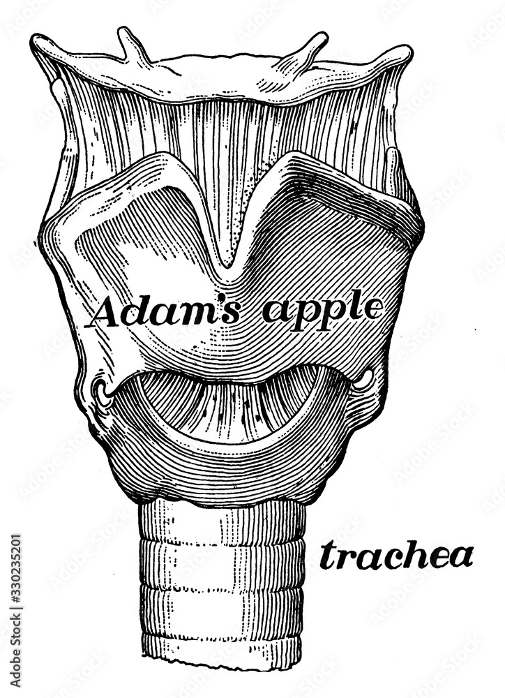 Larynx/Voice box, vintage illustration. Stock Vector | Adobe Stock