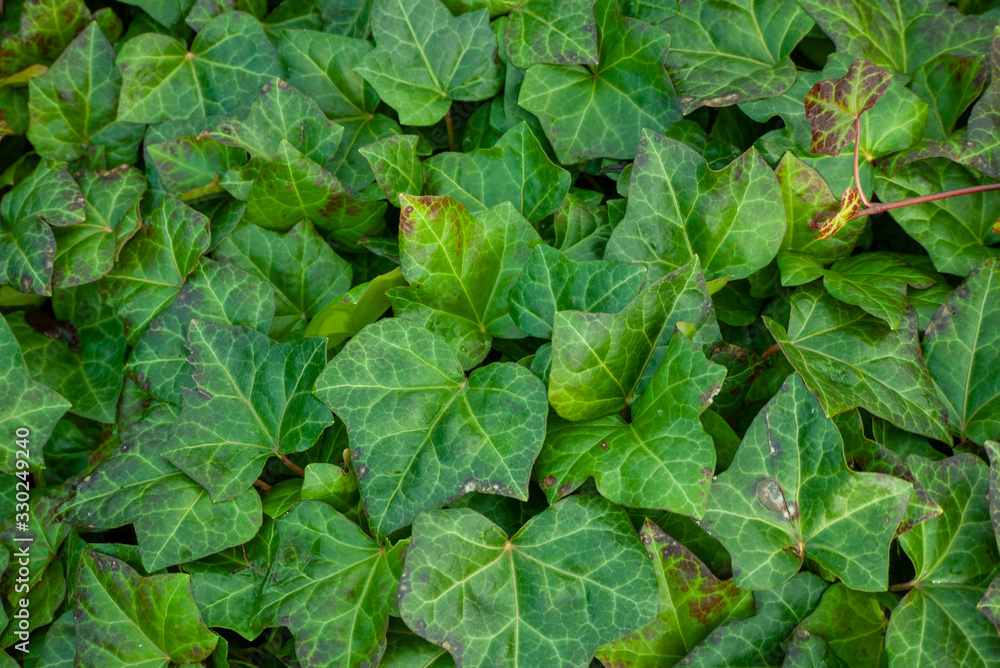 A wall of common ivy. Usable as a background or texture. Also known as ...
