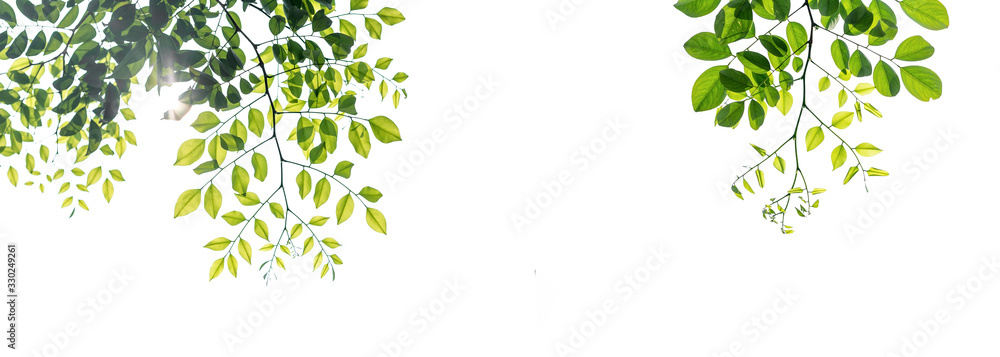 Twigs with beautiful green leaves isolated on a white background. Stock ...