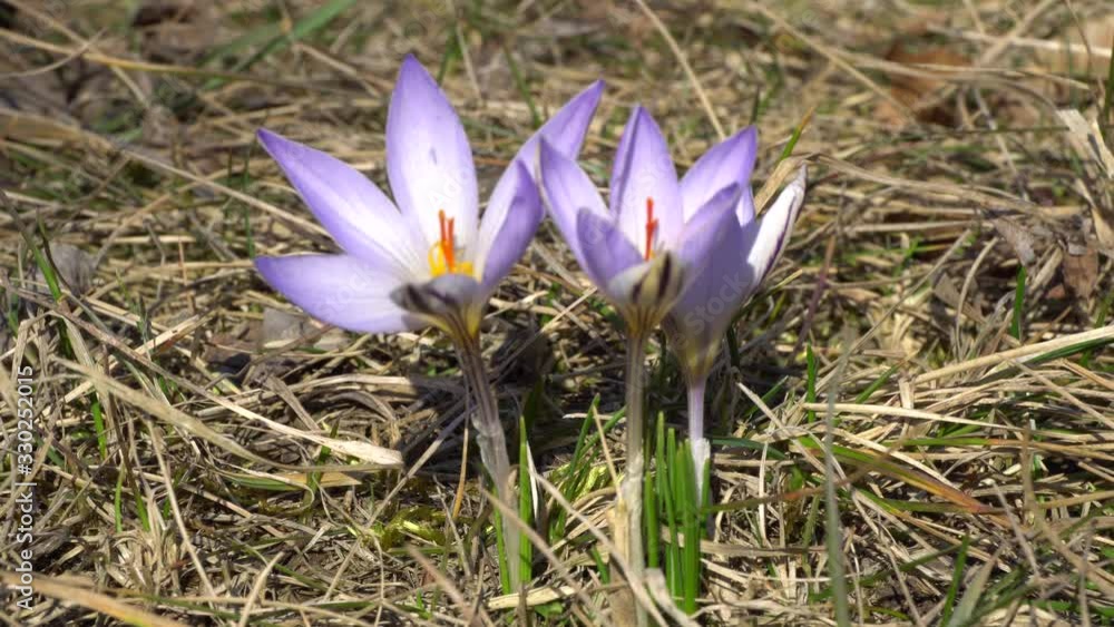 Early spring ephemeral plant Crocus sativus with variegated purple ...