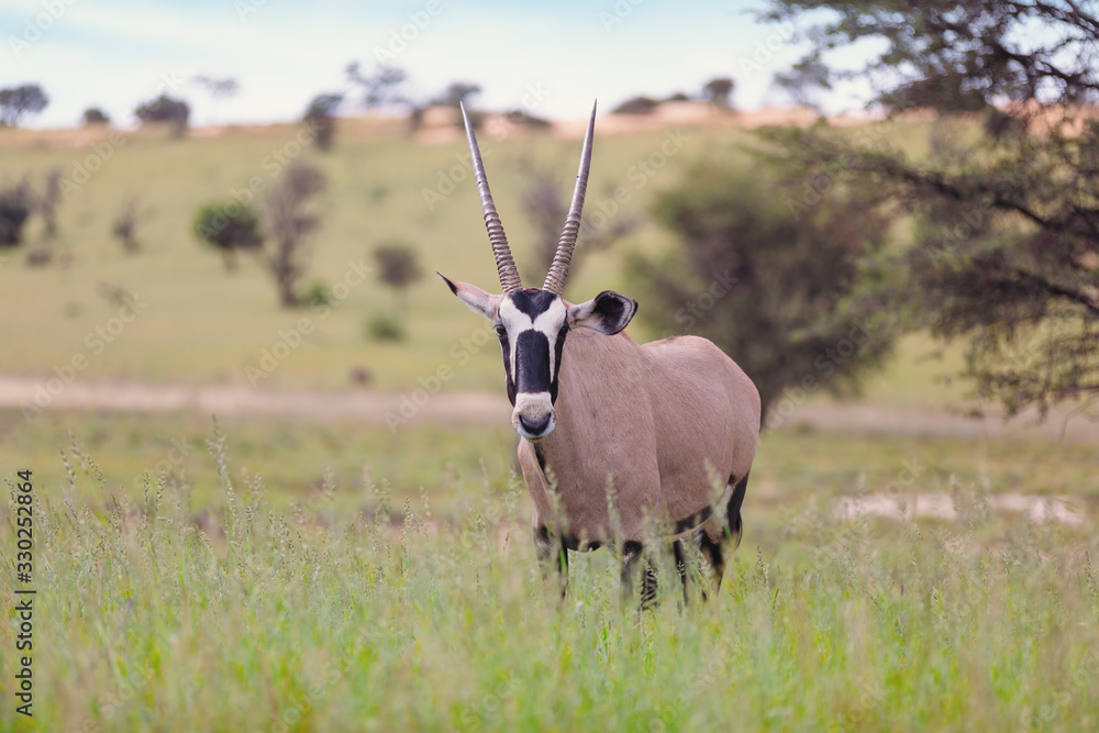 common antelope Gemsbok, Oryx gazella in Kalahari after rain season ...