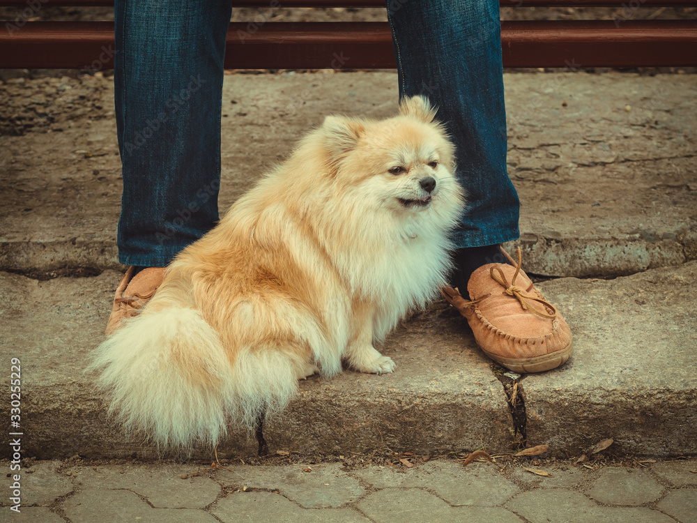 Young German Spitz at the feet of his master Stock Photo | Adobe Stock