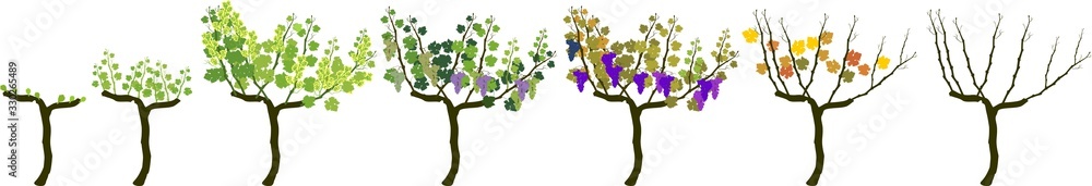Annual growth life cycle of grapevine isolated on white background ...