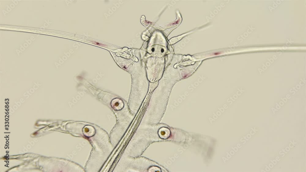 the worm Polychaeta, Genus Tomopteris under a microscope, Holoplankton ...