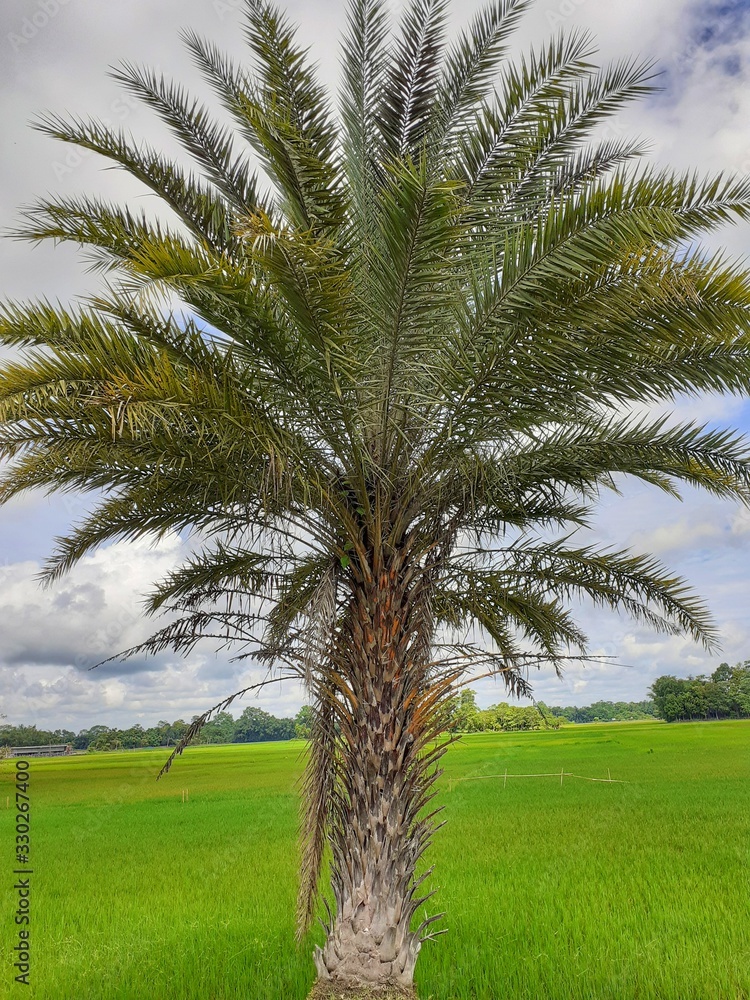 Phoenix sylvestris or silver date palm tree near the rice field ...