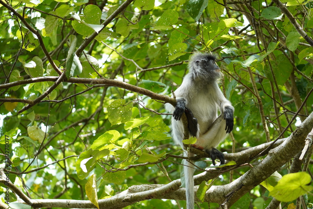 Rare Albino-silver leafe monkey - Silberner Haubenlangur Bako national ...