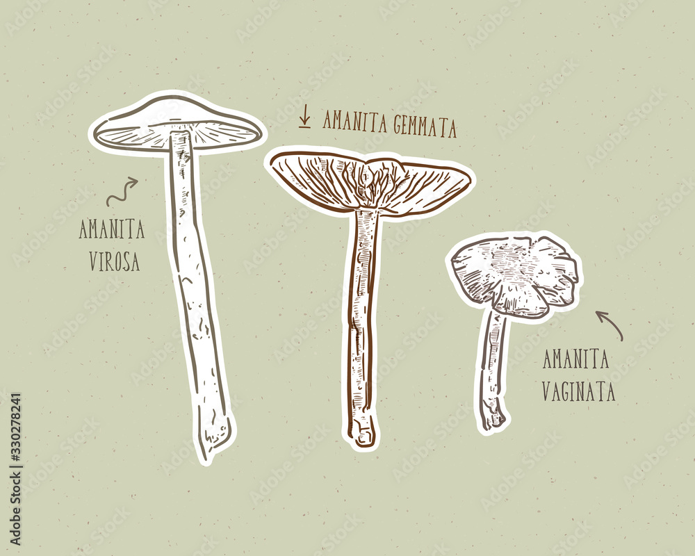 Fungus set, hand draw sketch vector. Stock Vector | Adobe Stock