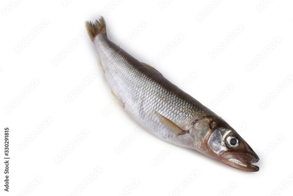 Smelt fish isolated on white. (Big Pacific smelt - Osmerus mordax ...