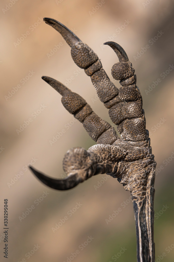 Crow paw very close up. Macro photo. Claws and raven skin texture. The ...