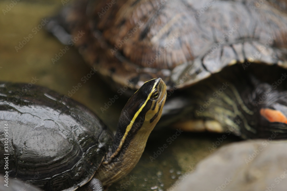 Southeast Asian box turtle. These turtles have blackish-brown to olive ...
