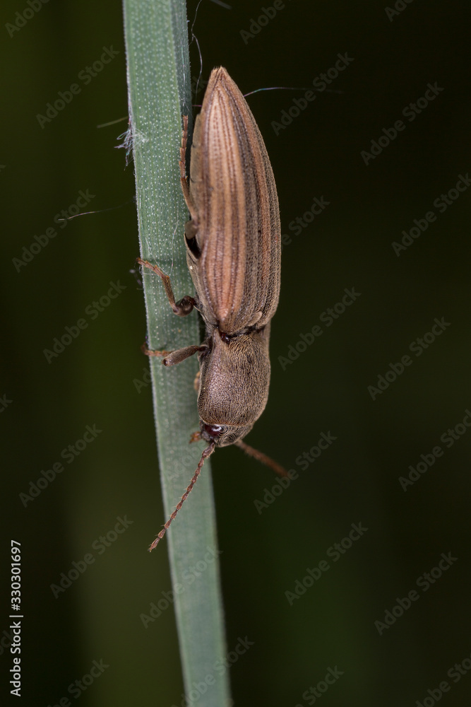 Agriotes lineatus is a species of beetle from the family of Elateridae ...