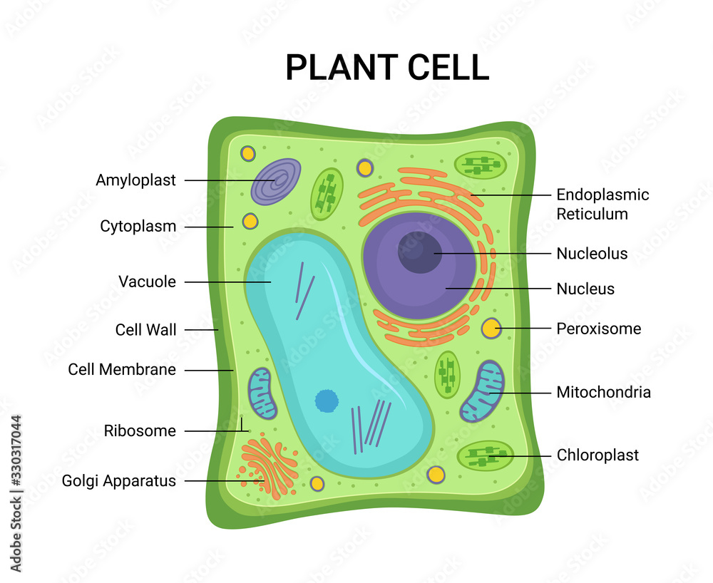 Vector illustration of the Plant cell anatomy structure. Educational ...