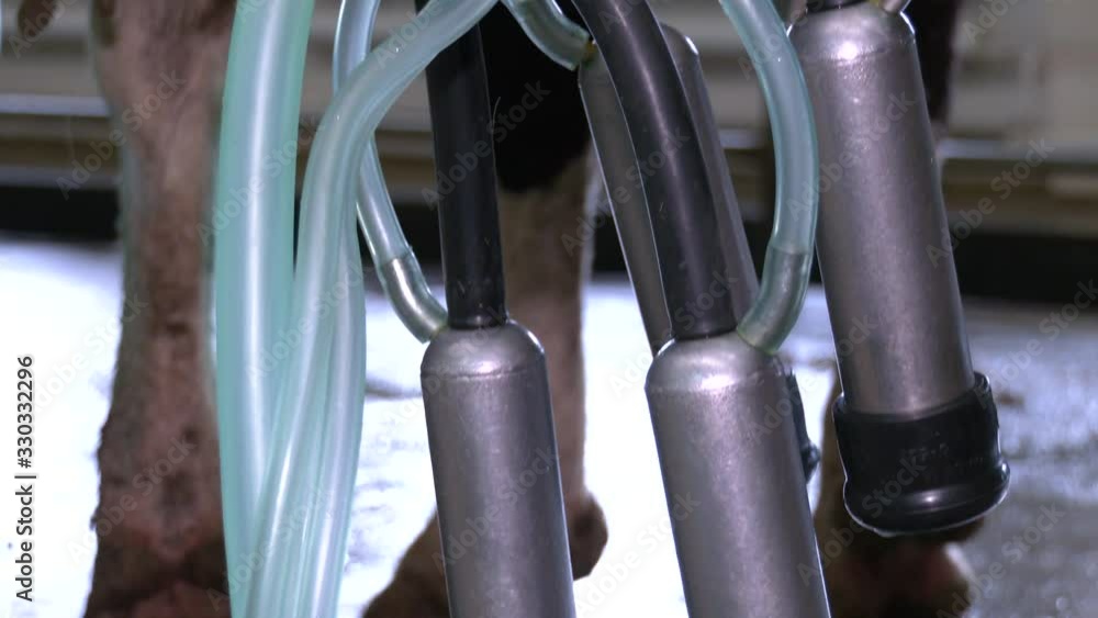 A milkmaid girl connects modern equipment for milking a cow, produces ...