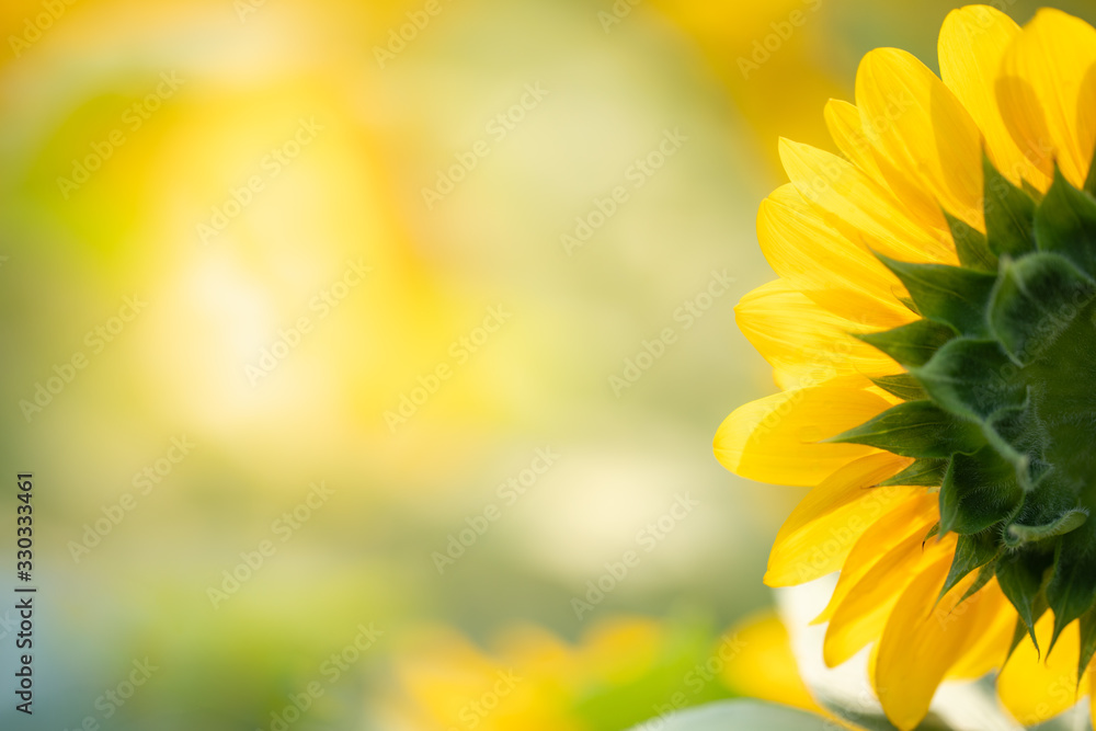 Nature of flower in garden using as cover page background natural flora ...