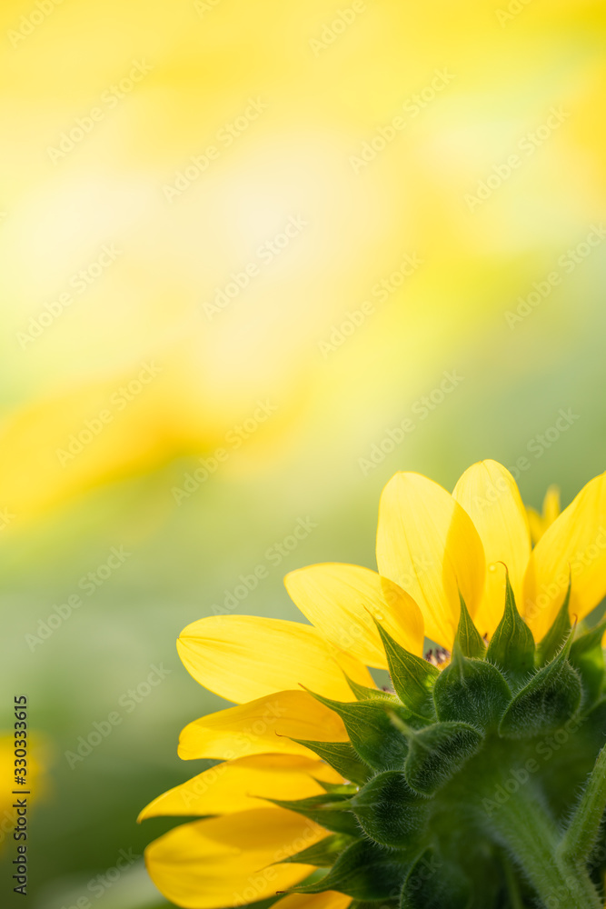 Nature of flower in garden using as cover page background natural flora ...