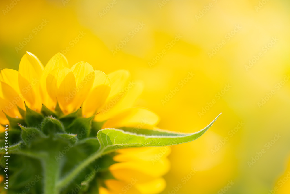 Nature of flower in garden using as cover page background natural flora ...