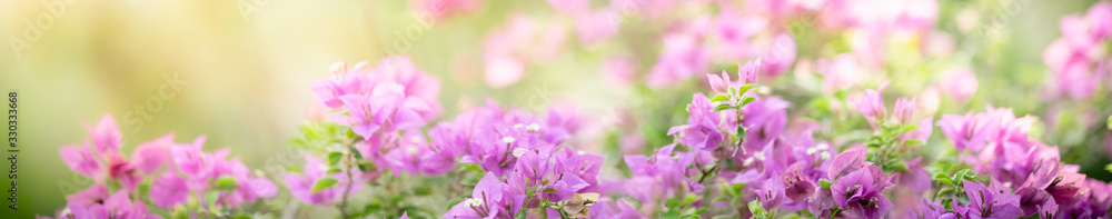 Nature of flower in garden using as cover page background natural flora ...