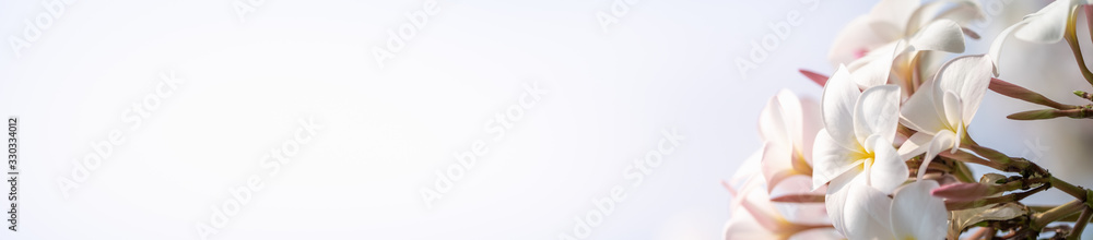 Nature of flower in garden using as cover page background natural flora ...