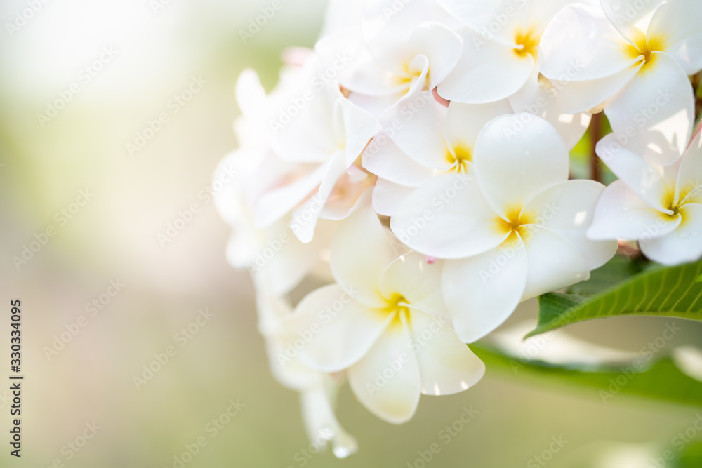Nature of flower in garden using as cover page background natural flora ...