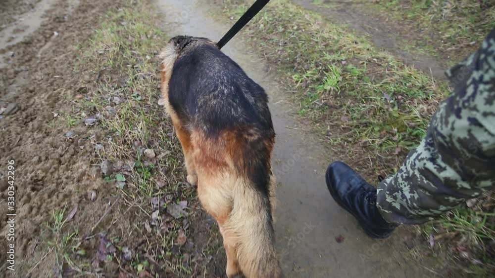 Soldier walks with German Shepherd. Border dog in the service. Shepherd ...