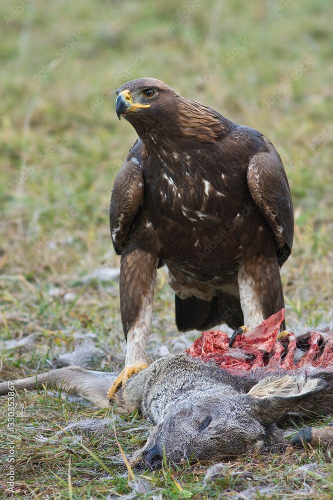 Golden Eagle, feeding on killed Red Fox in the forest . Bird behaviour ...
