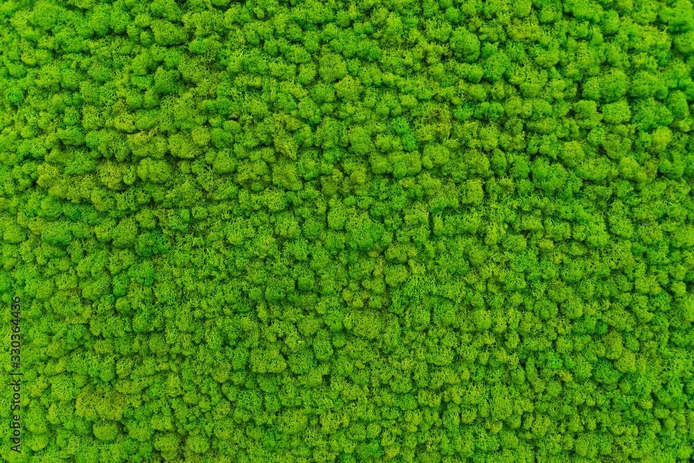Moss Wall Texture