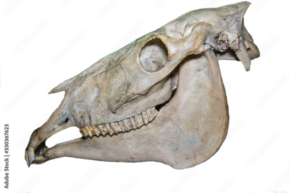 The skull of the horse (lat. Equus caballus) isolated on a white ...