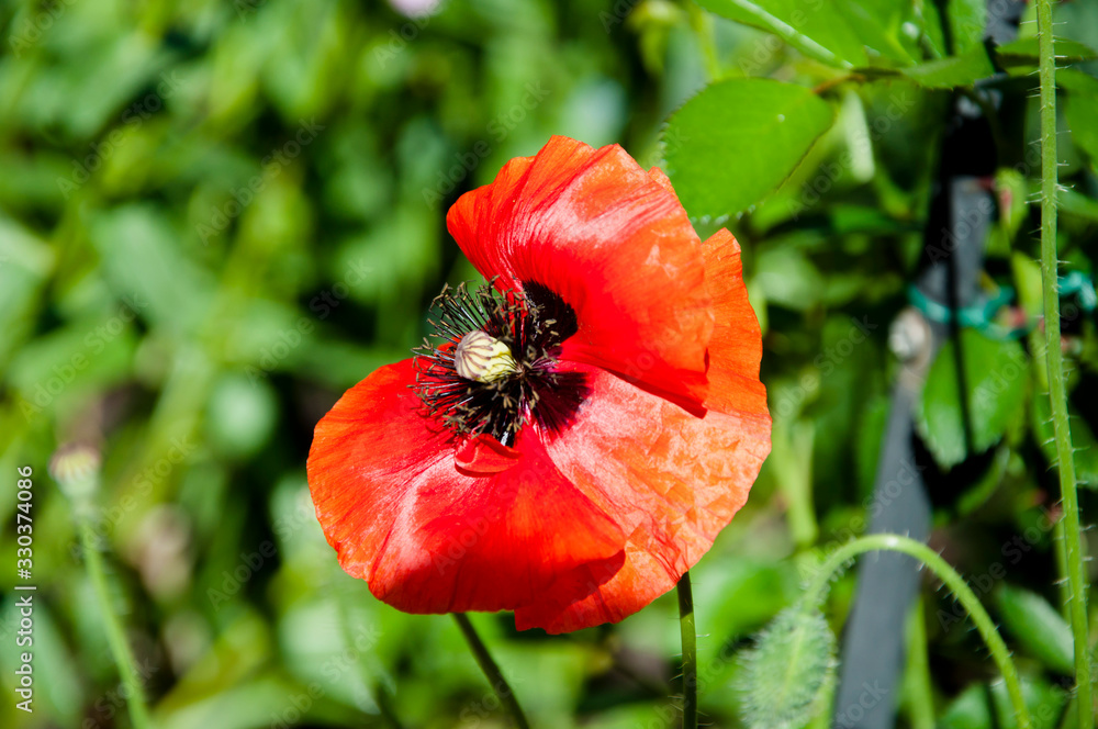 botanical plant. opium flower. poppy of wartime remembrance. Poppy ...