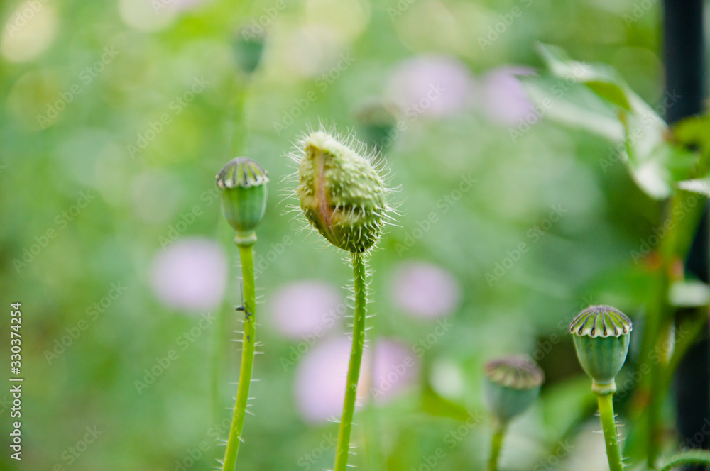 drugs. beauty of spring and summer nature. opium flower. poppy of ...